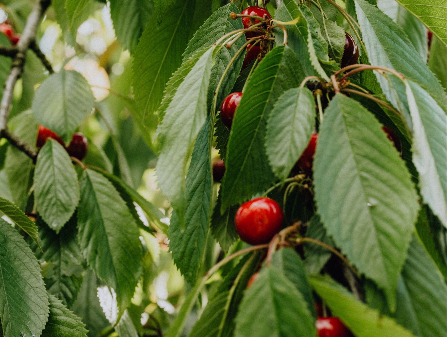 Cómo cultivar y cuidar un cerezo japonés en tu jardín: guía paso a paso