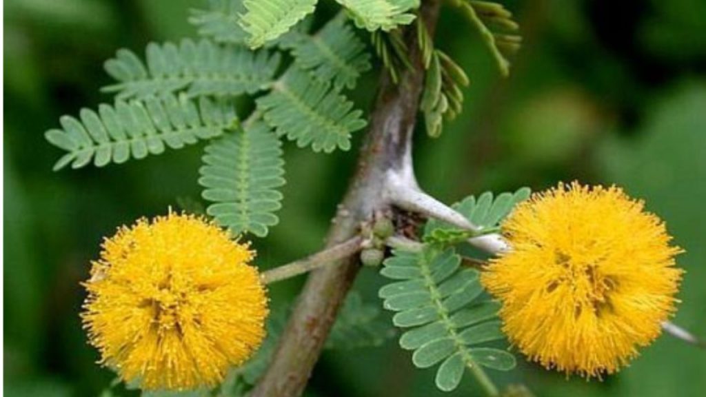 Acacia Farnesiana (Mimosa)